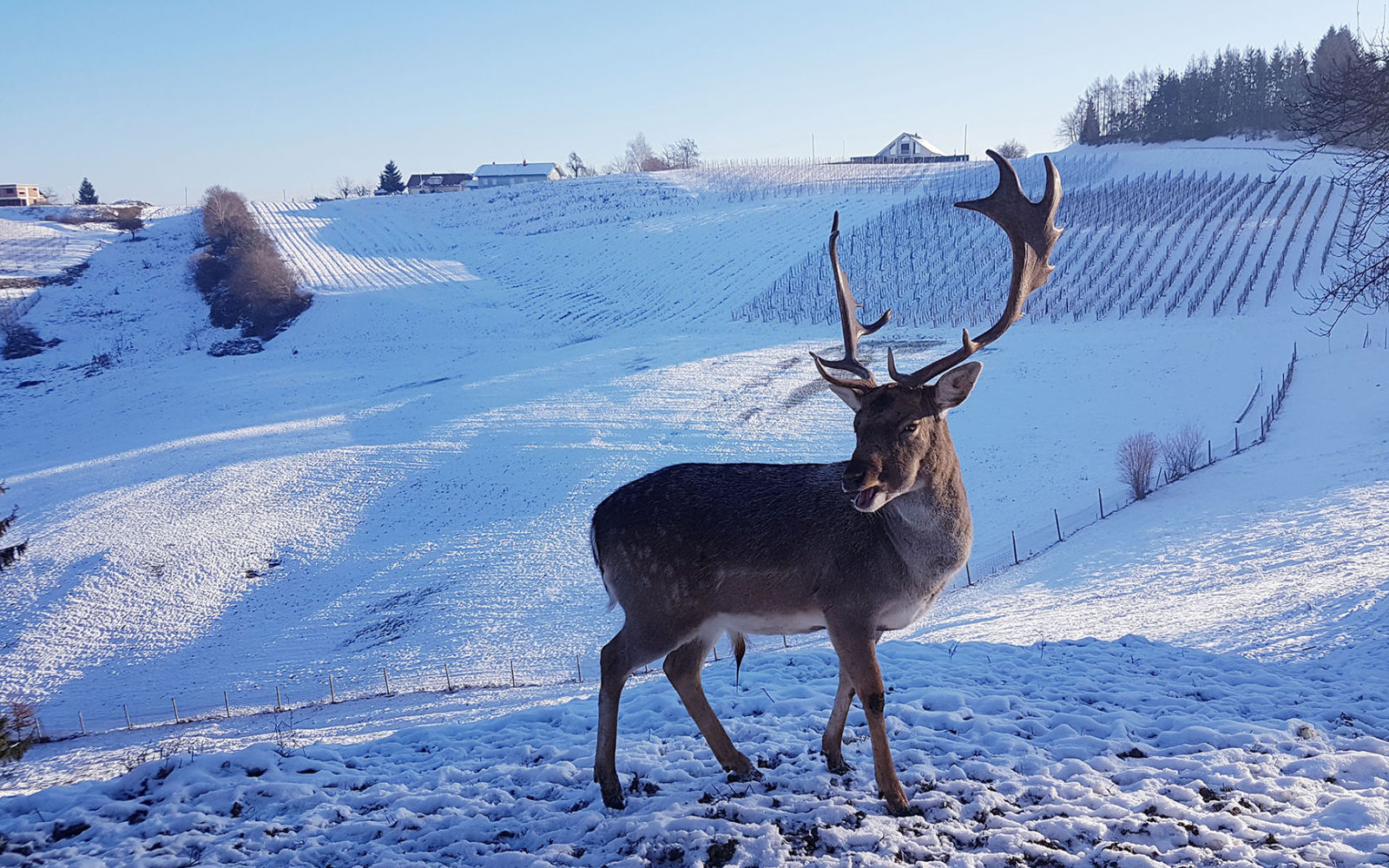Odziv LZ na pokol damjakov v Dragučovi: »Lovci nismo šintarji ...«